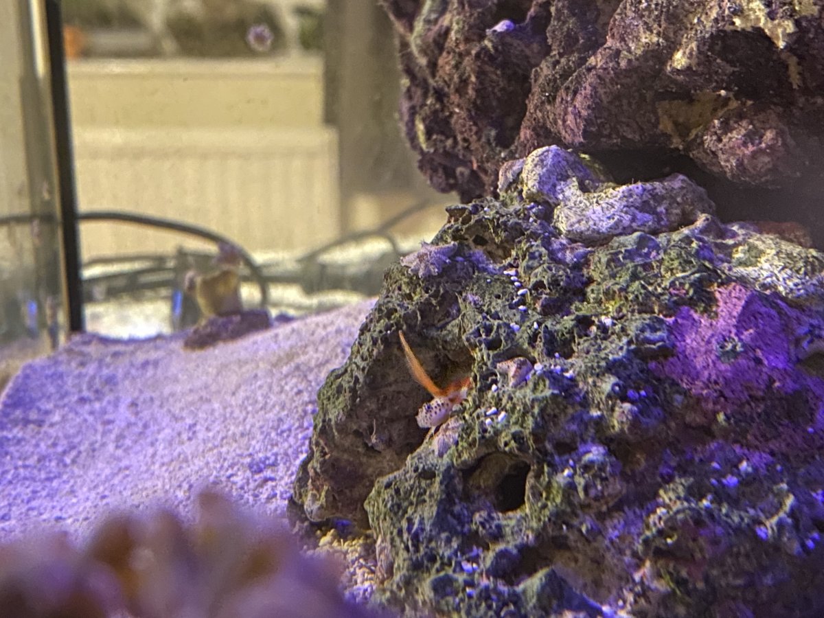 Intresting fish for 15G | Reef2Reef
