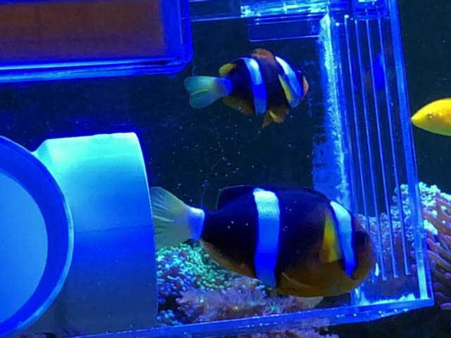 Texas - Large, fat and very happy female Clarkii & her mate Pearl Eye ...