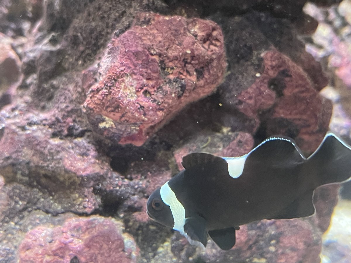 Two white/grey spots on clown… | Reef2Reef