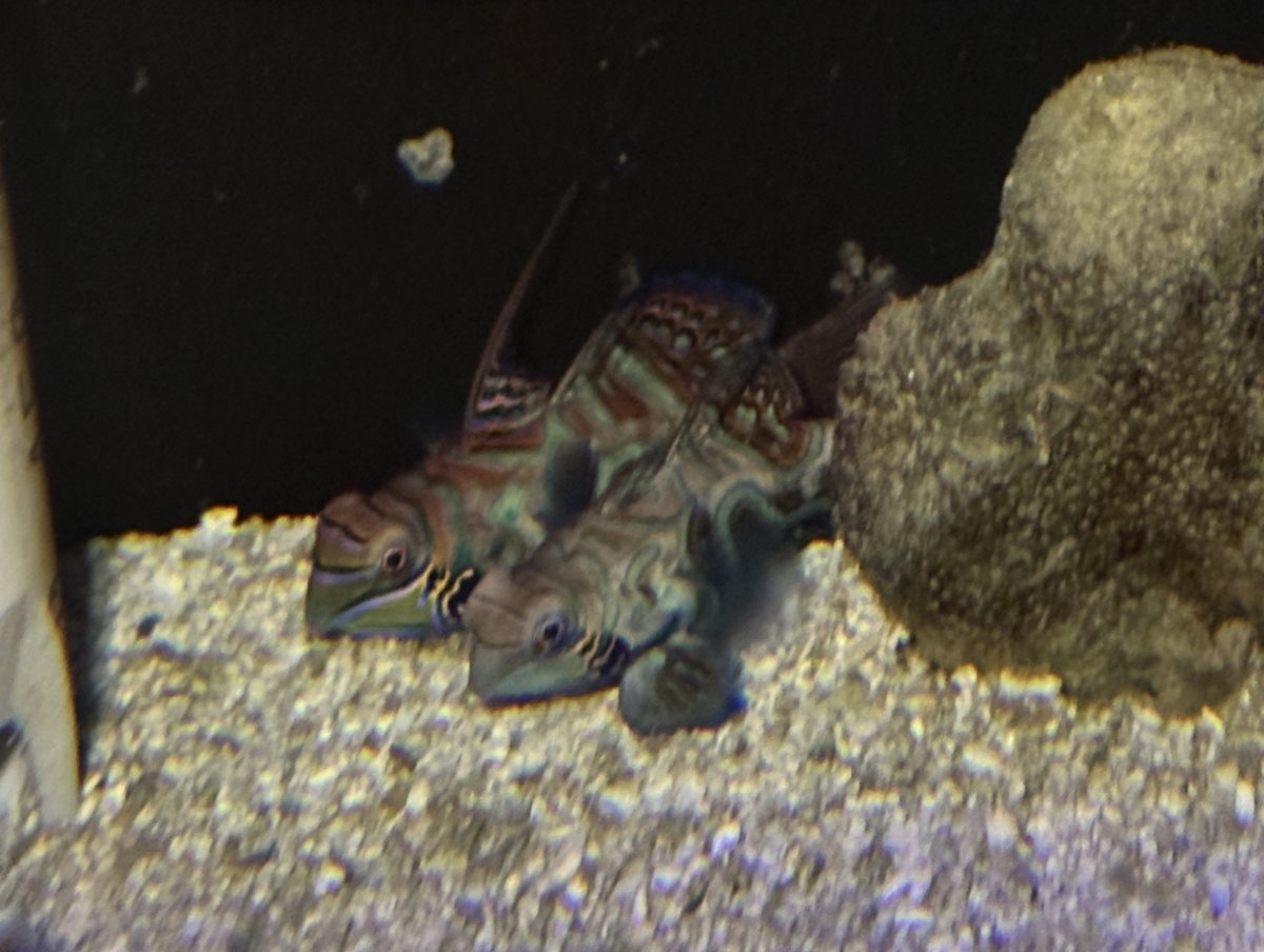 Interesting Behavior of Mandarin Dragonet Pair | Reef2Reef