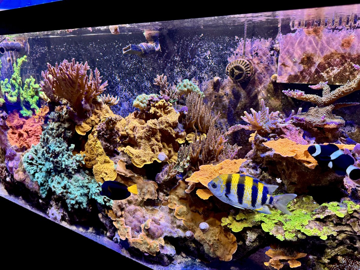 What Makes Someone an “Advanced Reefer” to You? | Reef2Reef