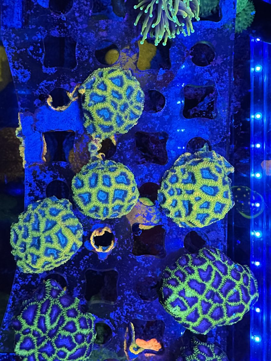 Minnesota - Live Goods - Favia of the Gods and Raptor’s Peace Favia ...
