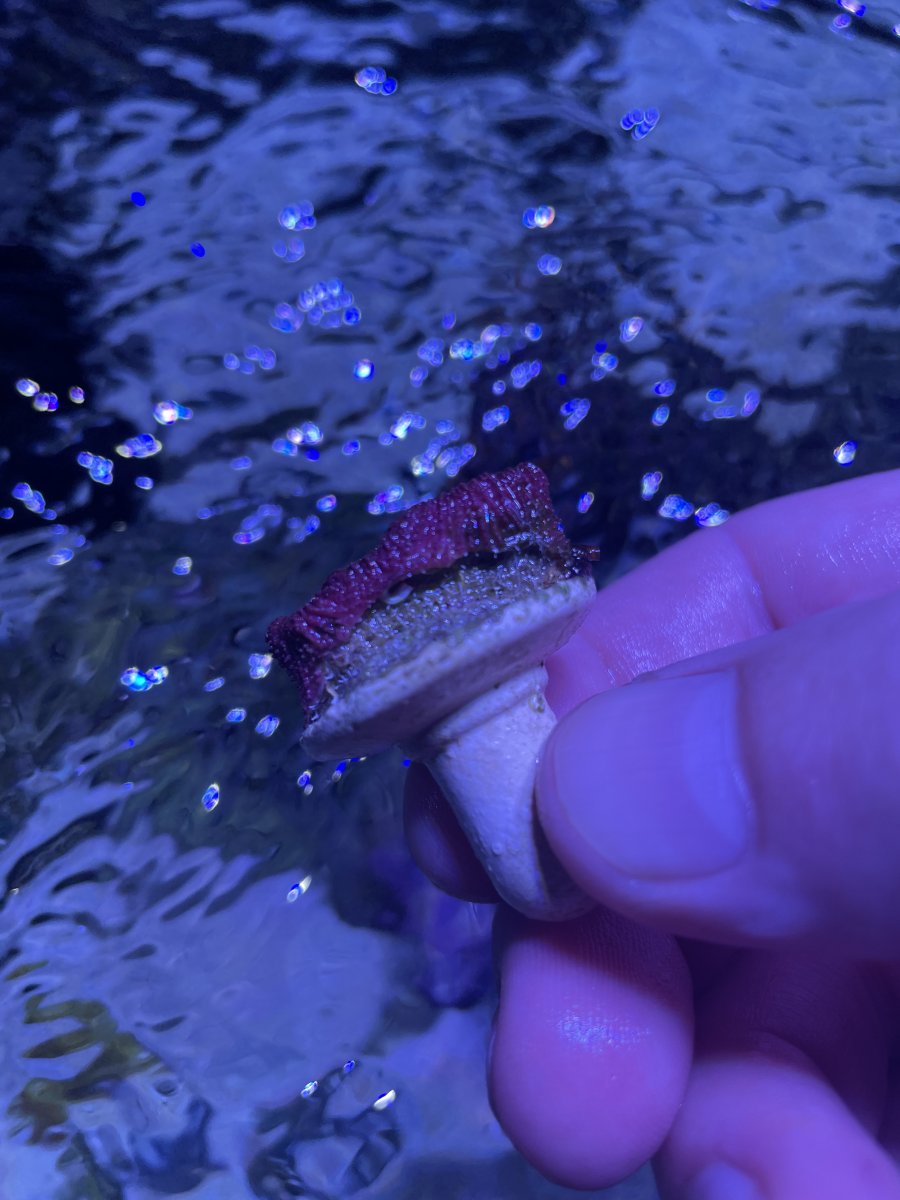 What is eating my coral? | Reef2Reef