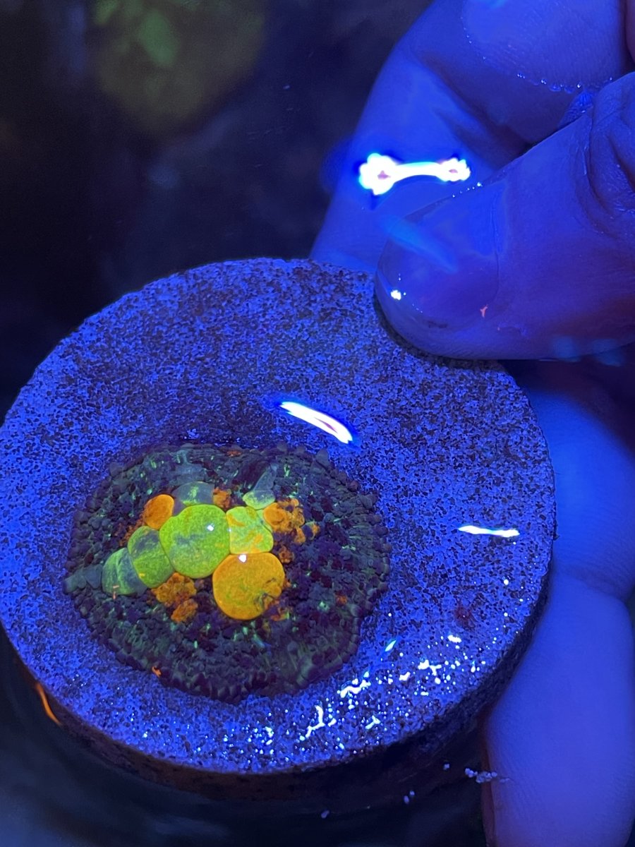Florida - Live Goods - OG BOUNCE / MICROMUSSA / CANDY CRUSH | Reef2Reef