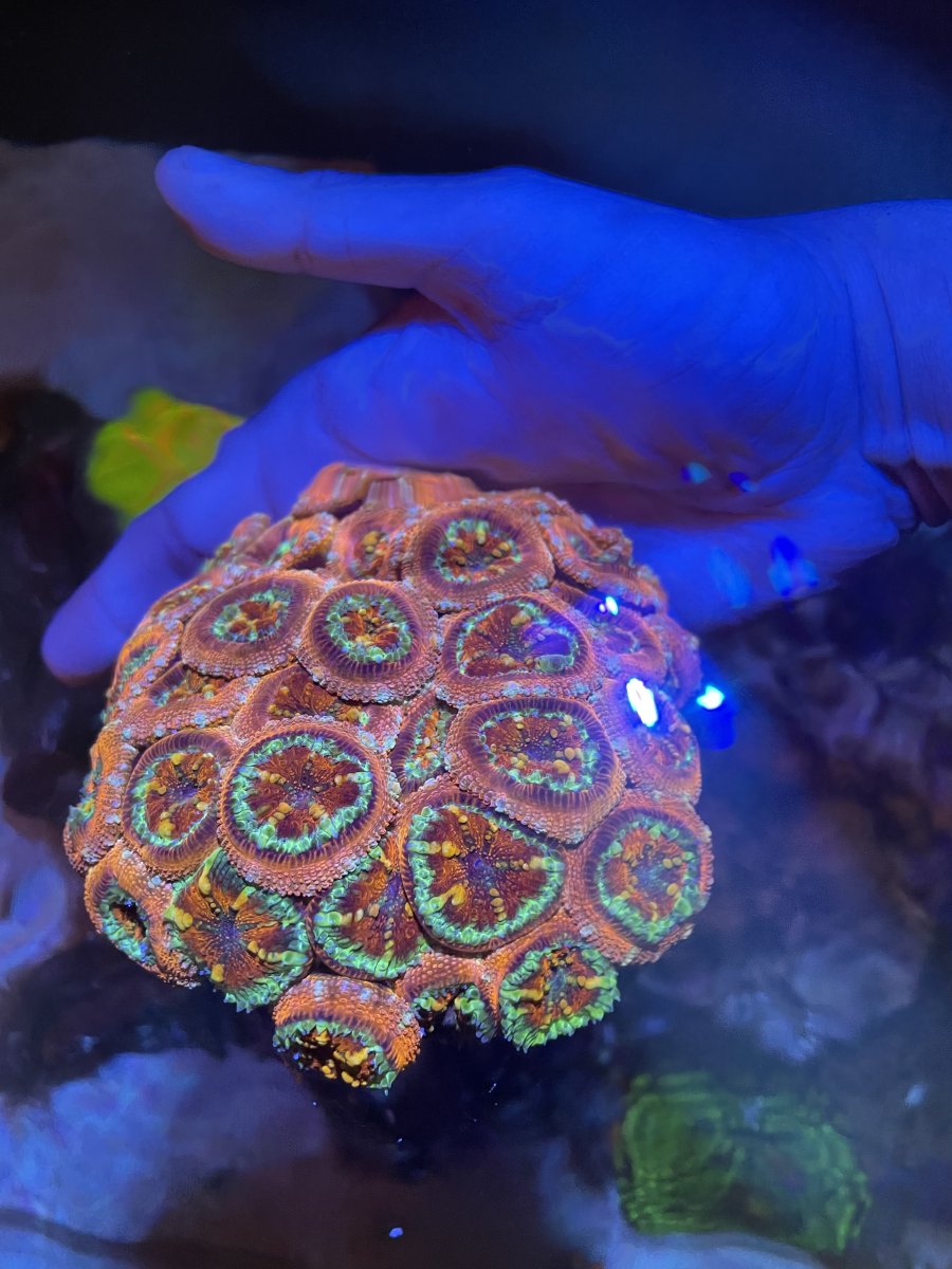 Florida - Live Goods - OG BOUNCE / MICROMUSSA / CANDY CRUSH | Reef2Reef