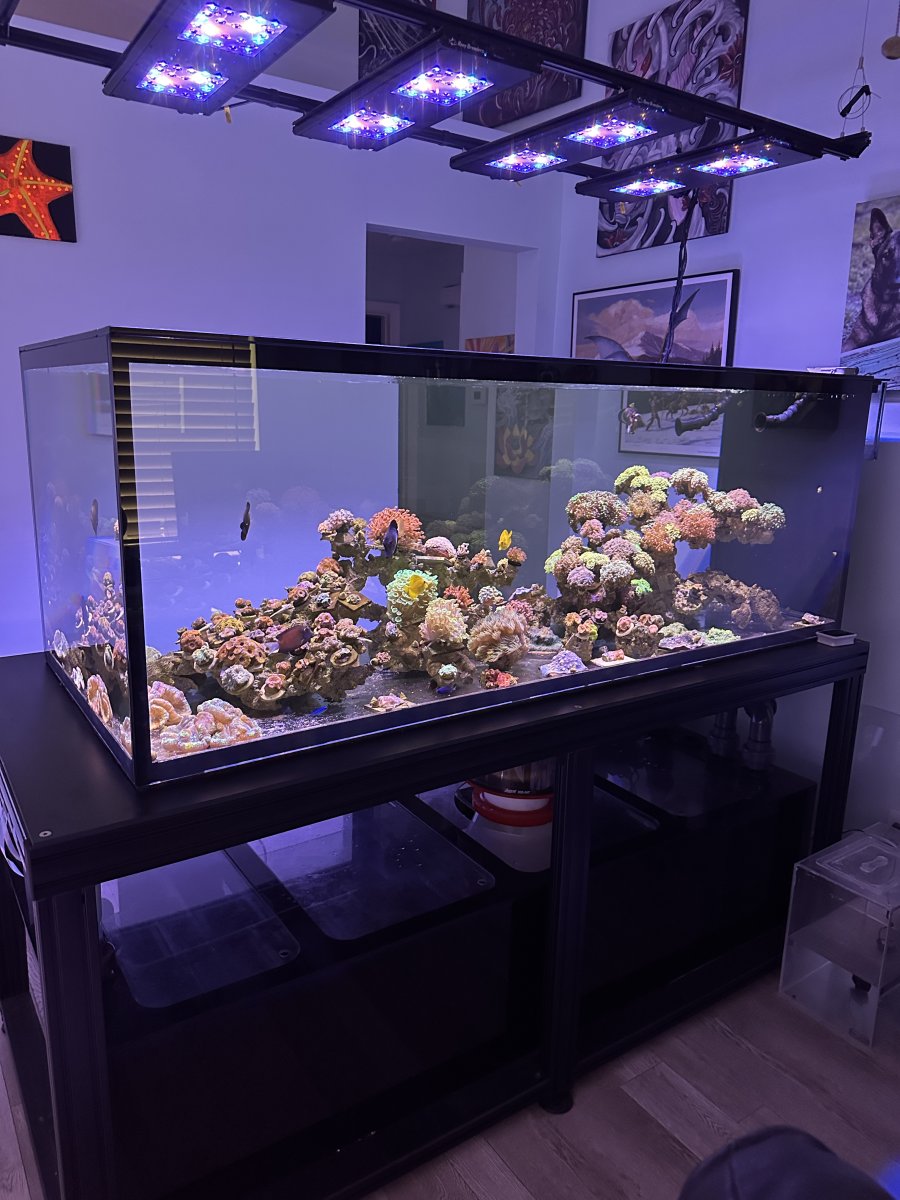 Best of the Best - Voting - Best Coral Farm – Aquacultured Excellence ...