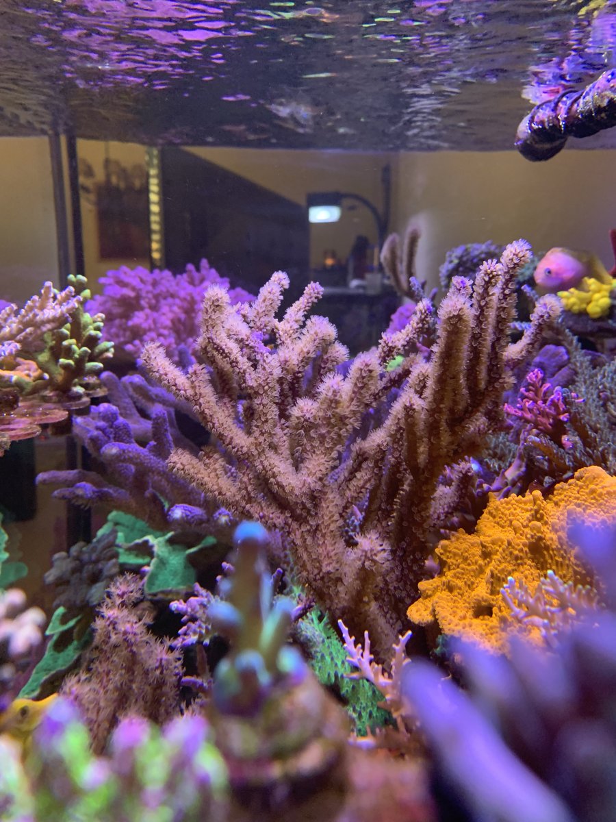 EMERGENCY - Is my gorgonian bleaching or receding? | Reef2Reef