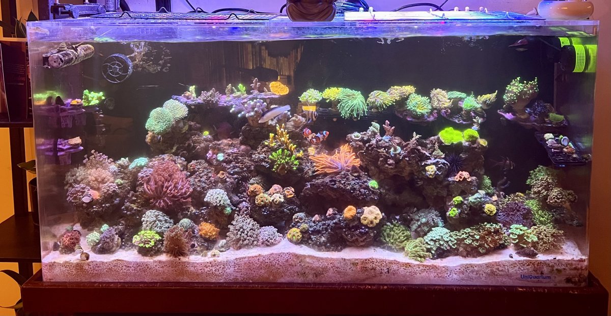 SBB -Presidents Day Mega Sale 1000 Corals, $2500 in Giftcard Giveaways ...
