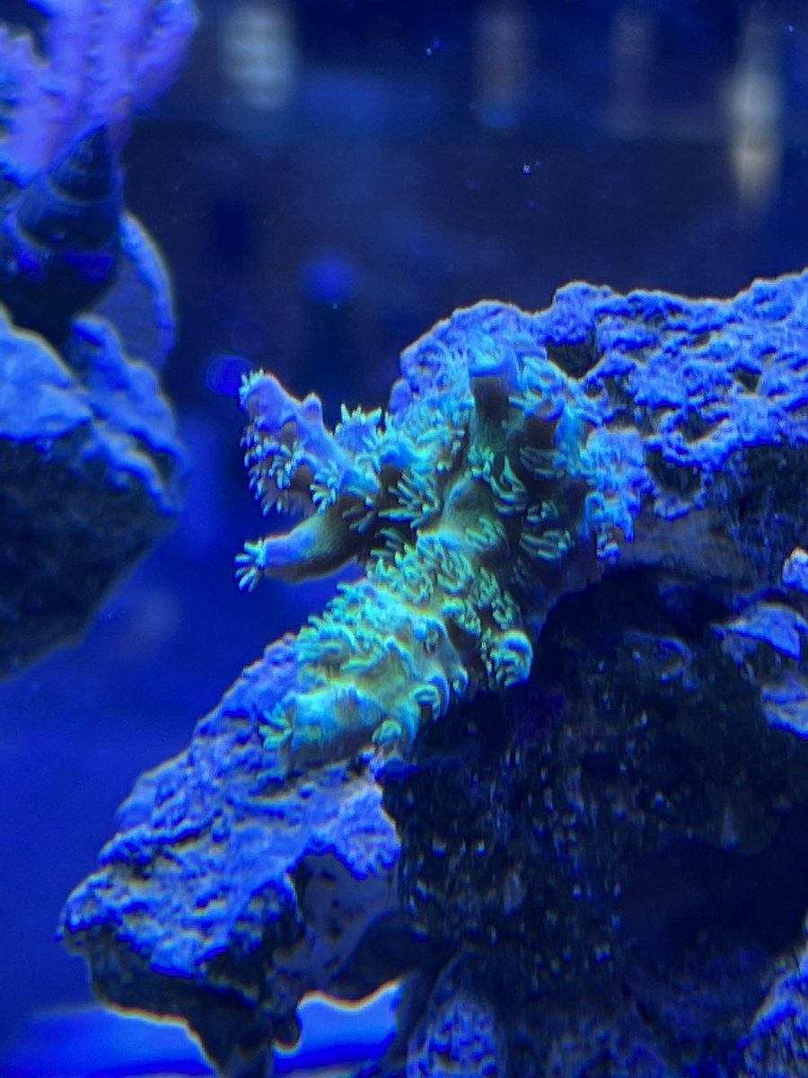 Walt Disney Acro Help | Page 4 | Reef2Reef