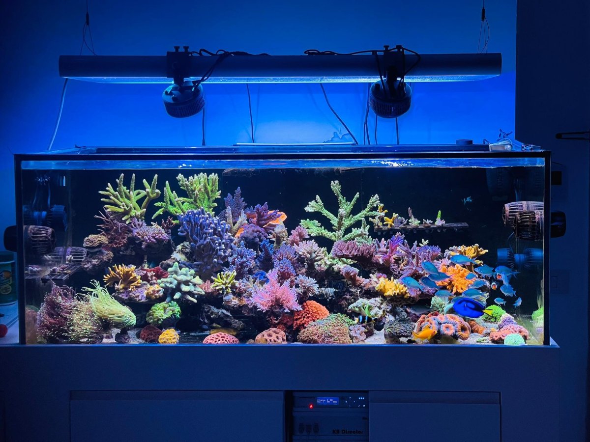 CONTEST - Official REEF OF THE MONTH Nomination Thread! | Page 15 ...