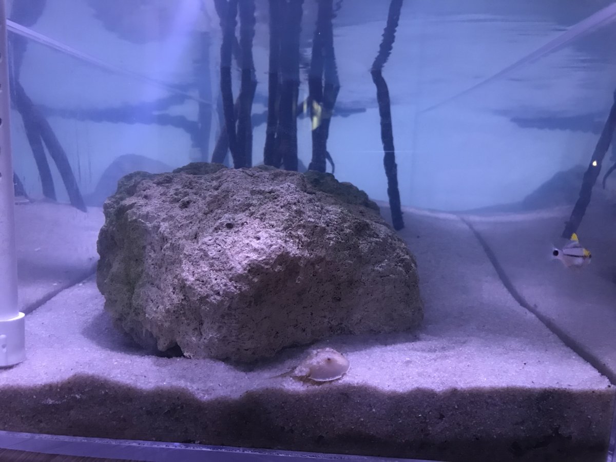 Build Thread - Shallow Mangrove Lagoon - Custom Build - Indian River ...