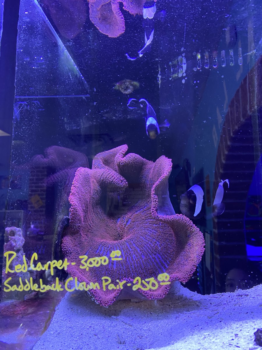 MASSIVE Saddle Clowns and carpet nem | Reef2Reef