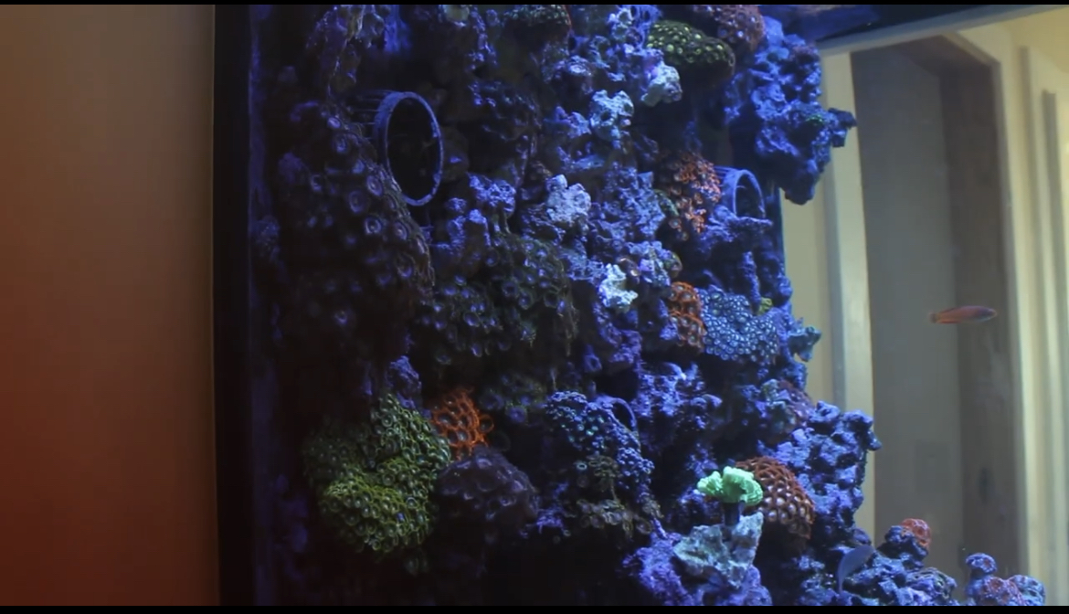 Product Launch: CoralWall | Reef2Reef