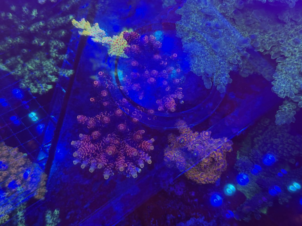 Large Build - TL’s big boy peninsula 385 gal Sps build! | Page 73 ...