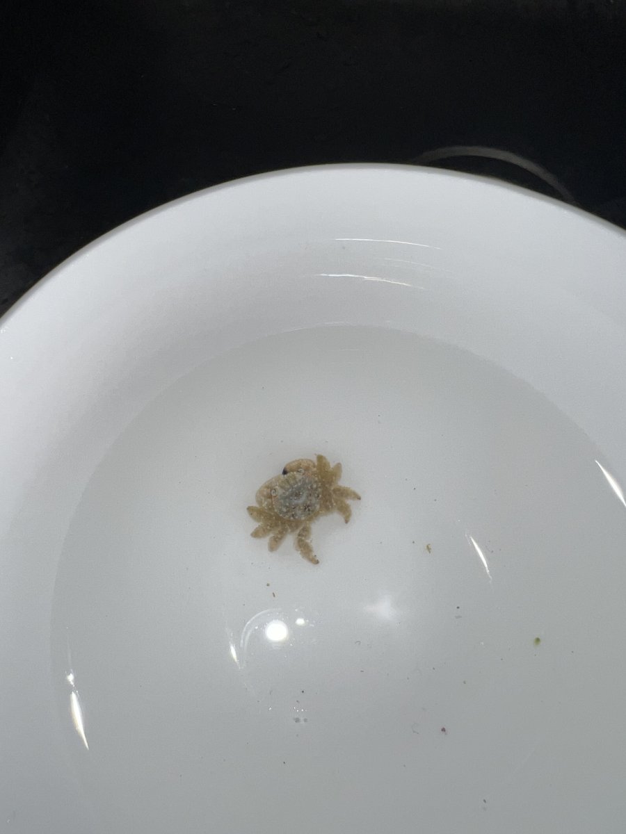 California - Live Goods - $15 Cymo Crab - LA pickup only | Reef2Reef