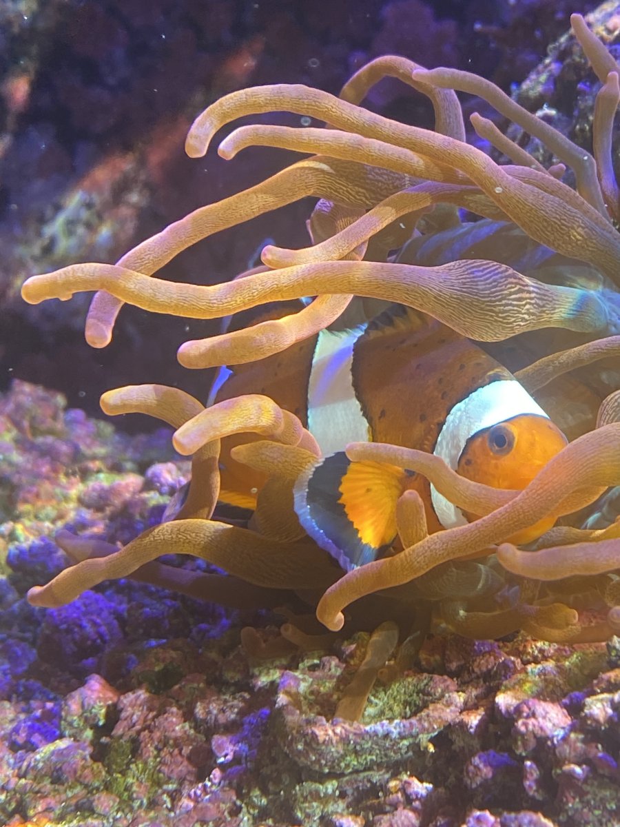 Black spots on clowns? | Reef2Reef