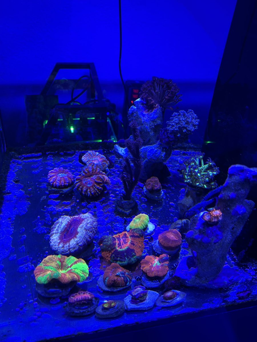 Kessil Light Settings? | Reef2Reef