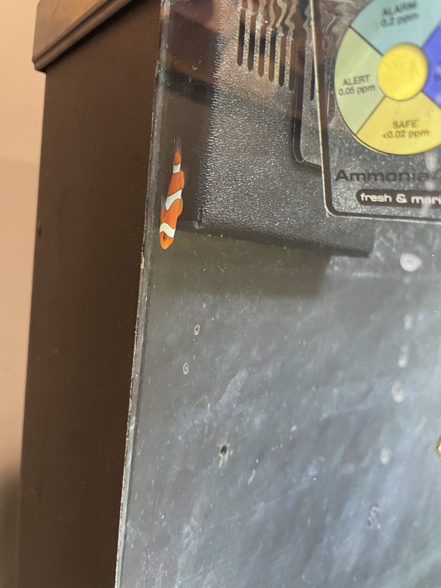 Clownfish death, could it be brook with no mucus loss? | Reef2Reef