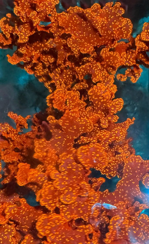 Macroalgea in a display tank which ones to avoid... | Page 3 | Reef2Reef