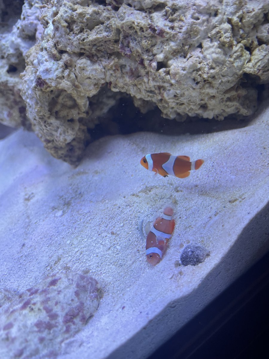 Clownfish death, could it be brook with no mucus loss? | Reef2Reef