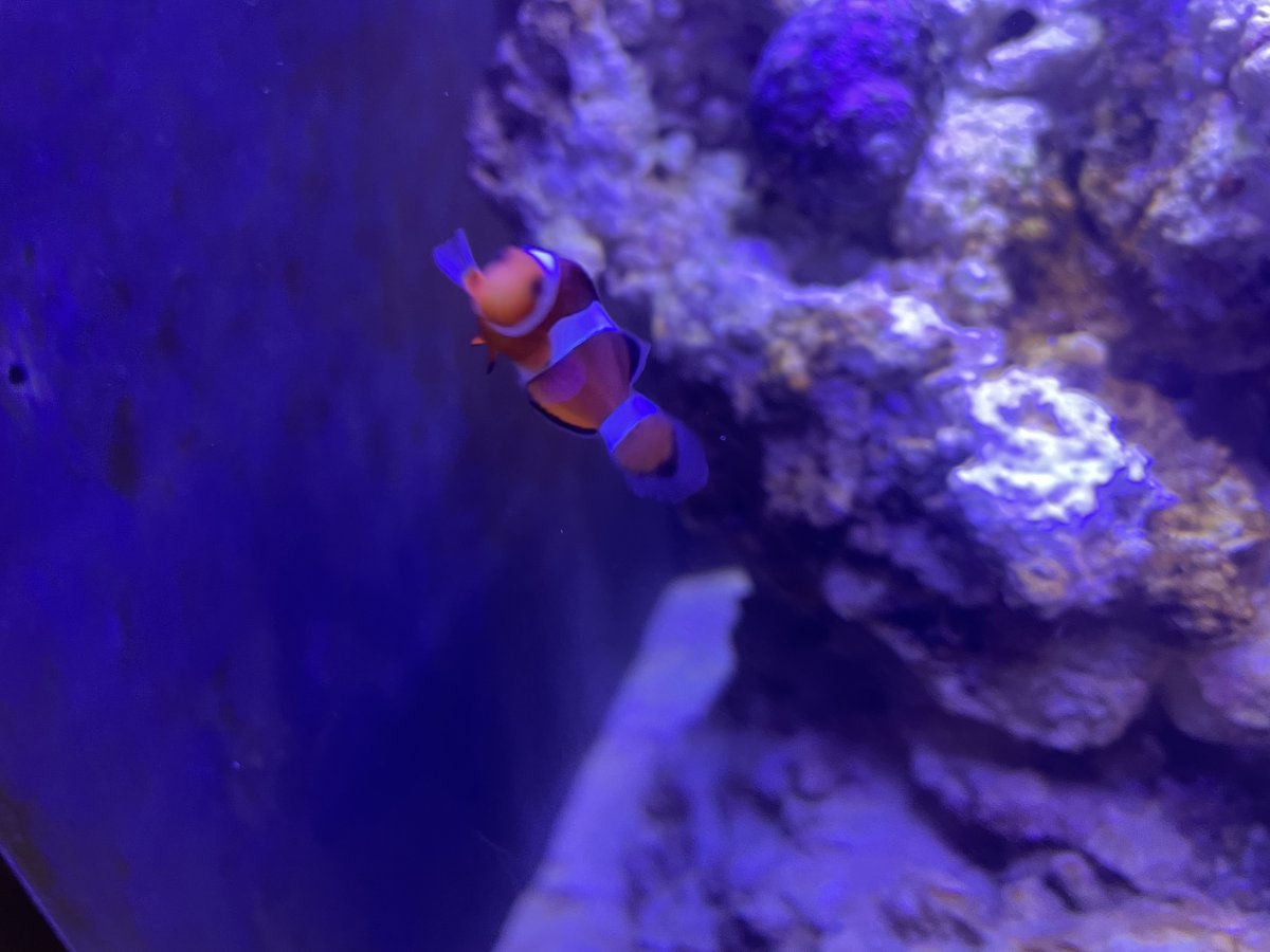 Clownfish death, could it be brook with no mucus loss? | Reef2Reef