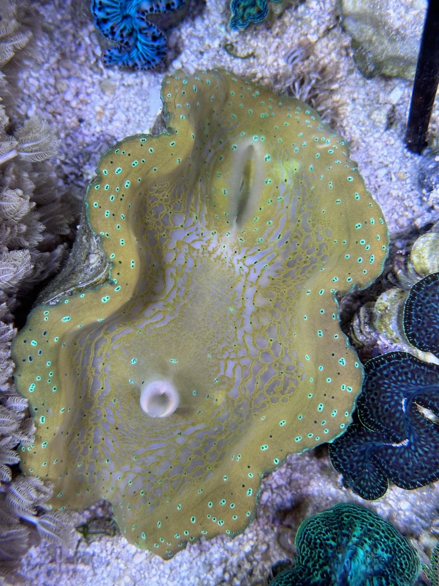 Lets see those CLAM photos! Clams that you have, had, or even ...