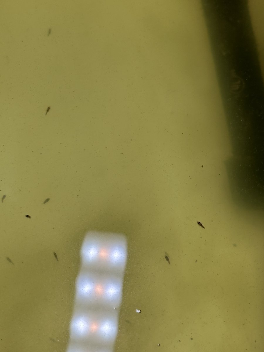 Clownfish fry babies | Reef2Reef