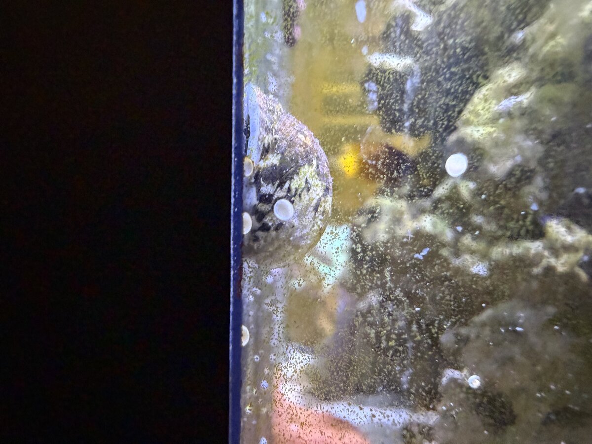 Small white critters on the glass and back wall | Reef2Reef