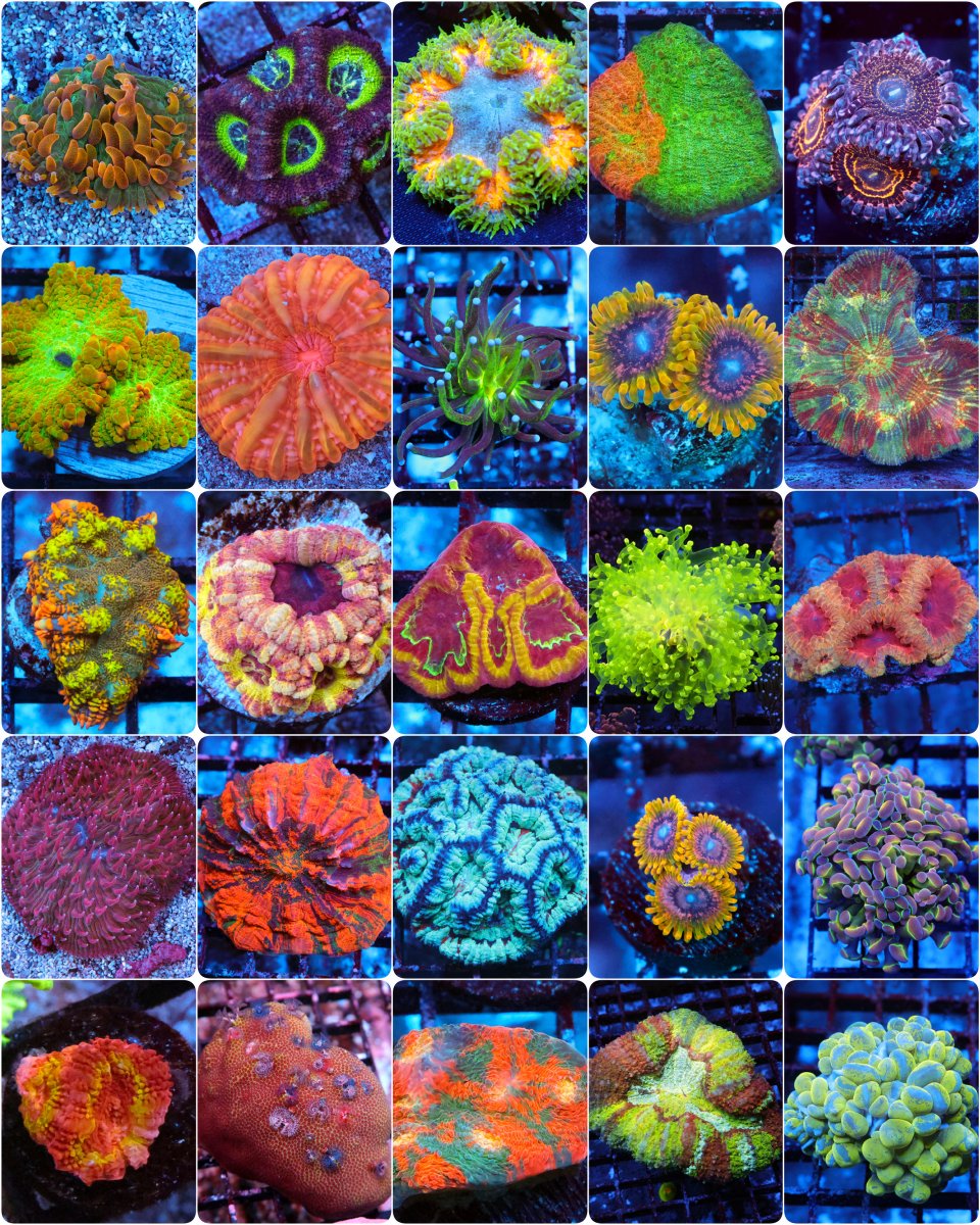 🎅 🎅 🎅 POTO Reefmas Live Sale Saturday 12/20/2025 3pm - 9pm EST | Reef2Reef