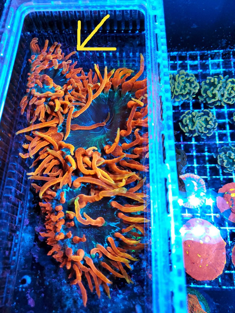 California - ZOAS / FAVIA / EUPHYLLIAS / ANEMONE | Reef2Reef