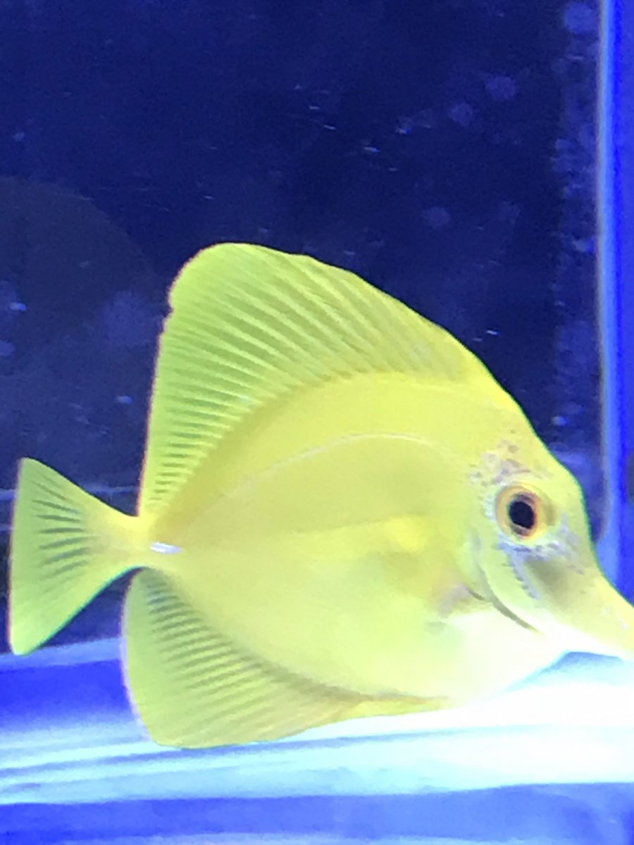 Yellow Tang Losing Color around eyes | Reef2Reef