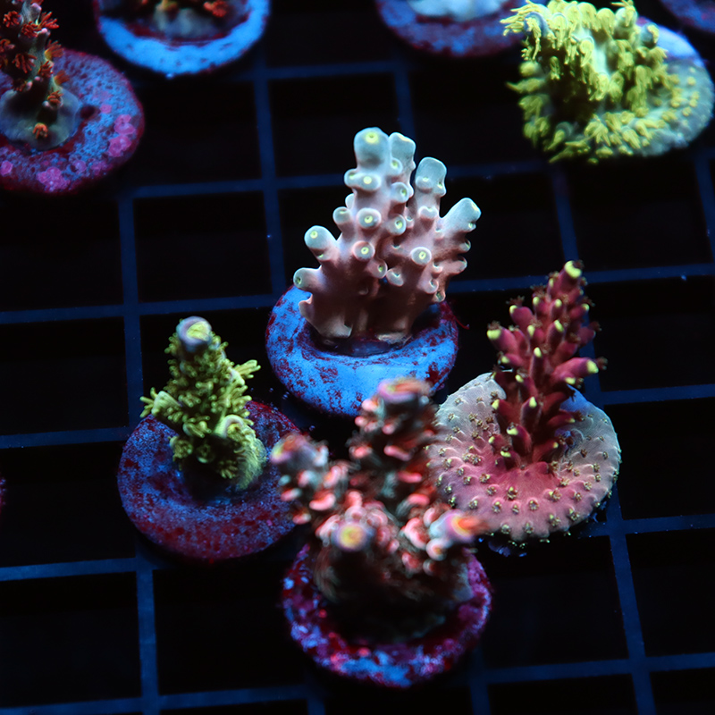 Awesome Acro Frag Packs!! | Reef2Reef