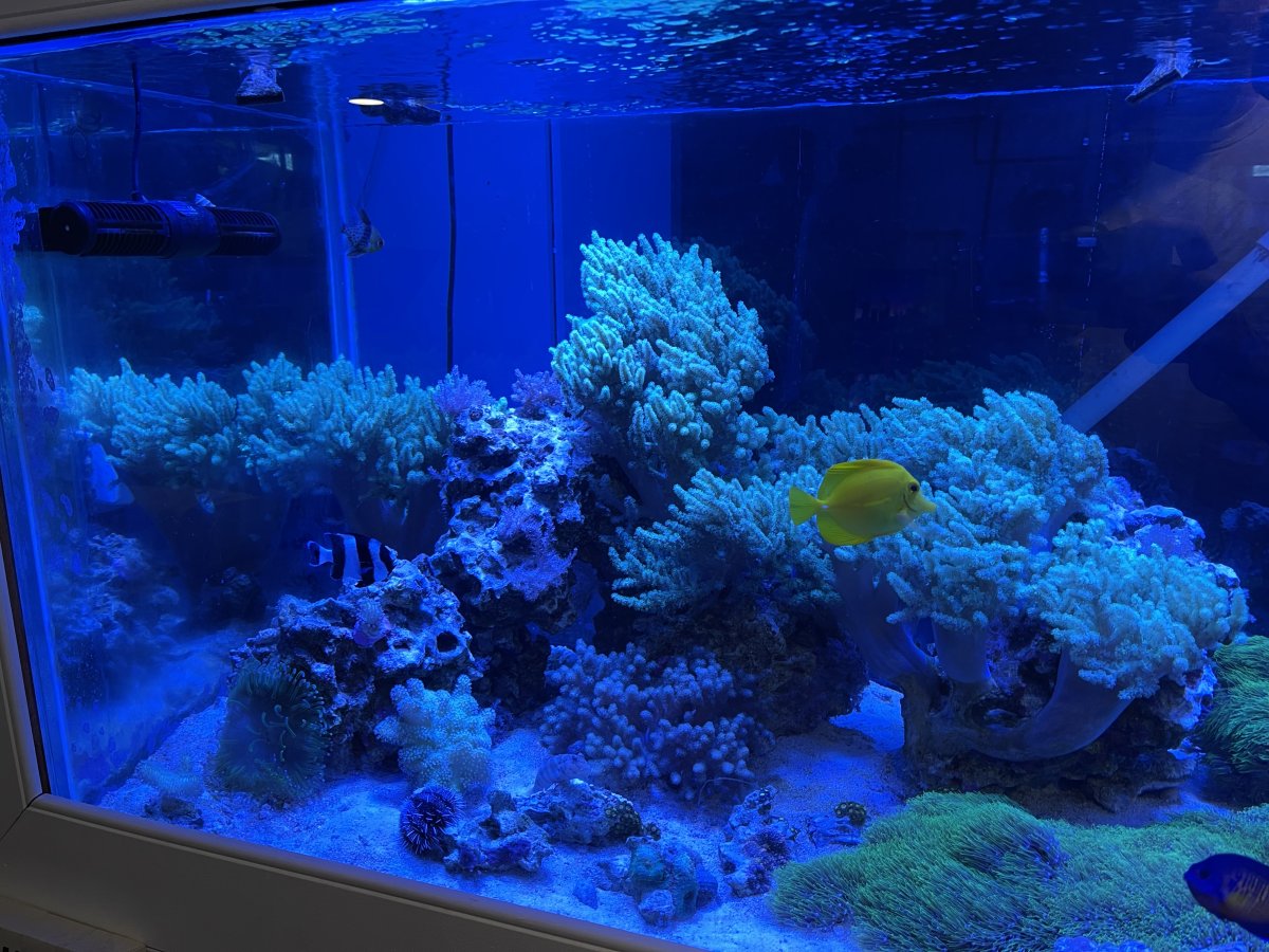 QUESTION OF THE DAY - Growing trees in your tank: Is a Kenya Tree coral ...