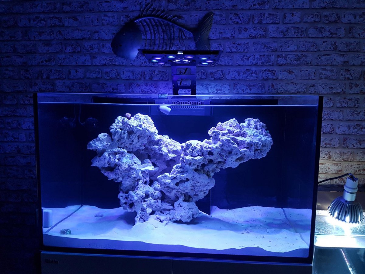 Show Off and Discuss Your Red Sea Reefer Series | Page 109 | Reef2Reef
