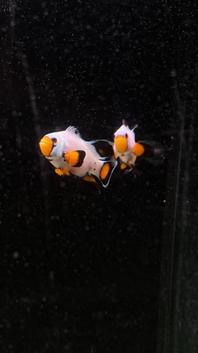 **R2R LIVE SALE ALERT** $1, $2, $3, $4 Corals - Mystery Boxes - Games ...