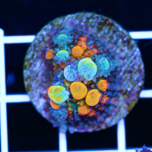 Cherry Corals presents **CORAL MADNESS in March!** Sunday, March 21 ...