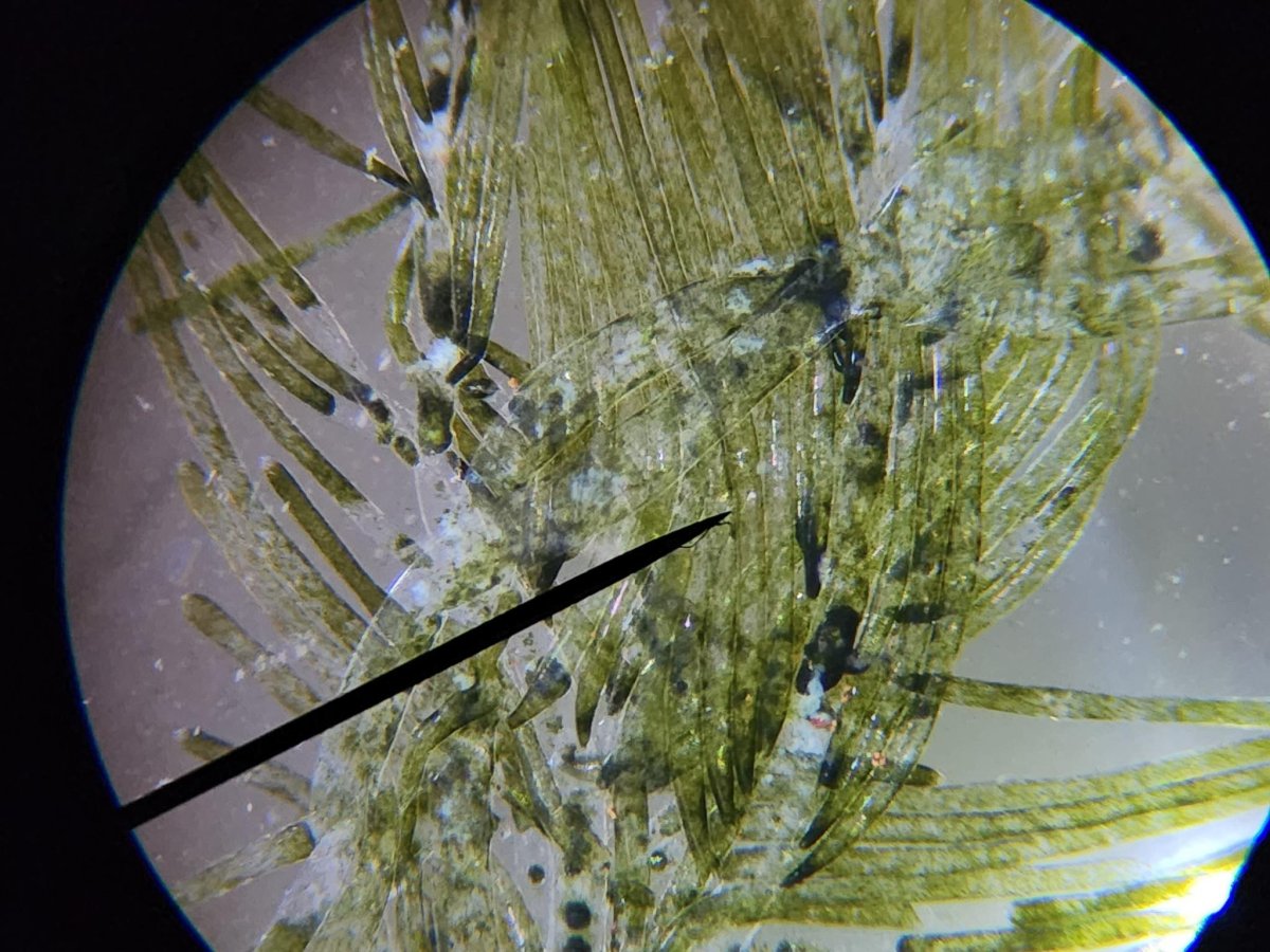 Hard to remove algae. Photo and micro pics. | Reef2Reef