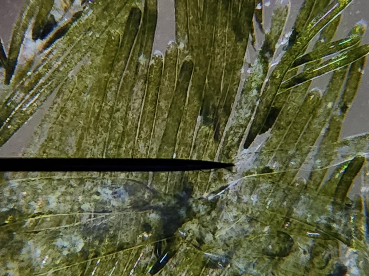 Hard to remove algae. Photo and micro pics. | Reef2Reef