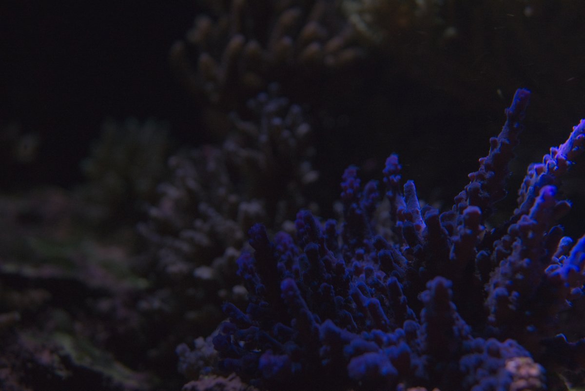 Build Thread - ReefMan's 280g-ish AGE Acropora Reef | Page 3 | Reef2Reef