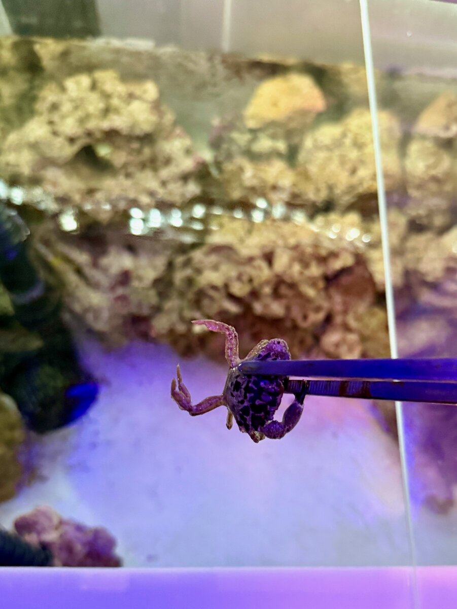 How to catch a Gorilla Crab, Mithrax Crab, and More! | Reef2Reef