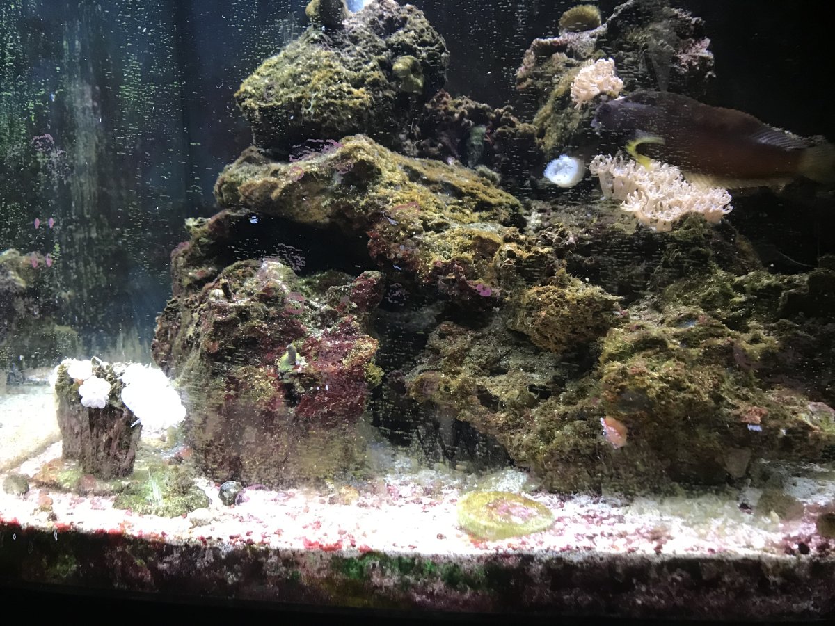 Custom rip clean thread for nanos, top cure for dinos and cyano above ...