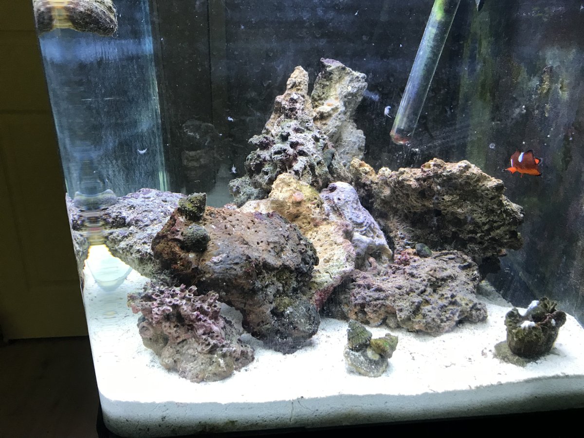 Custom rip clean thread for nanos, top cure for dinos and cyano above ...