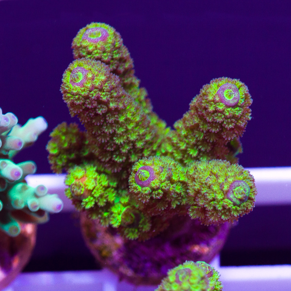 Happy Easter Weekend from Cherry Corals! All corals 20% off! Acro ...