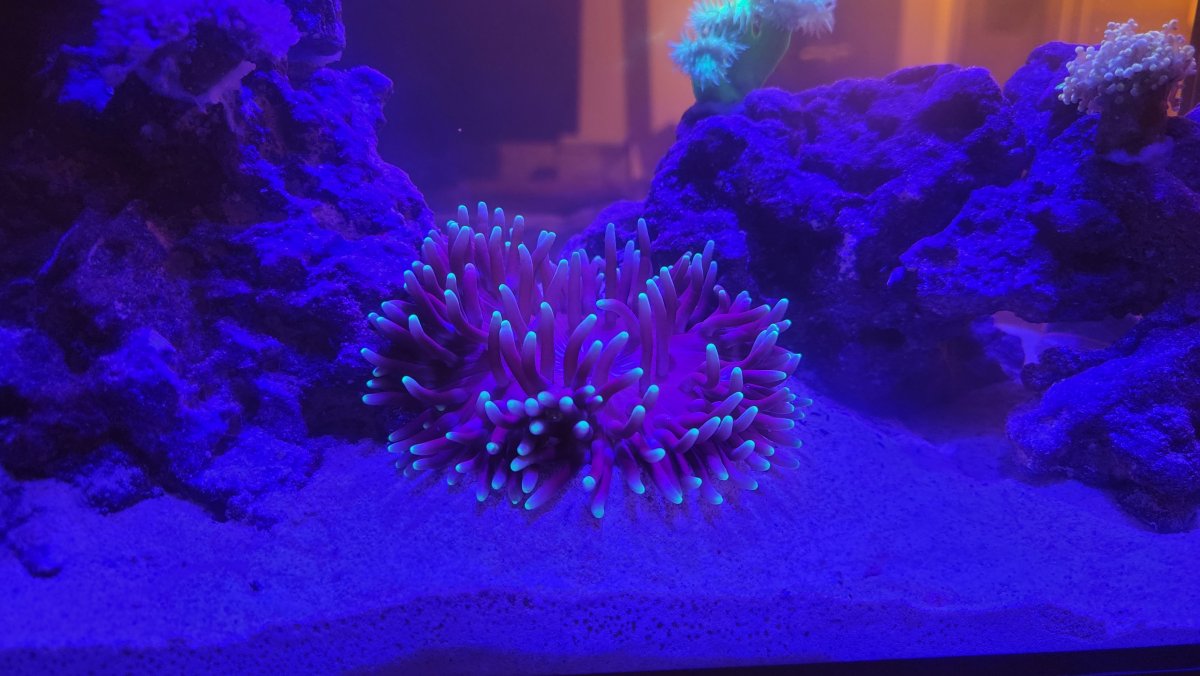 Exporting NO3 | Reef2Reef