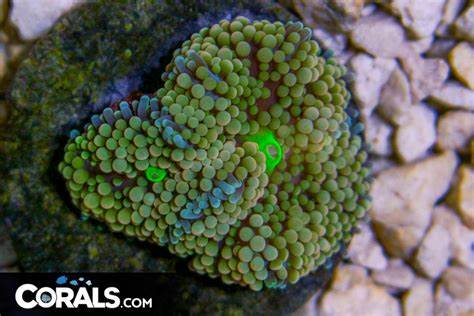 Ricordea Yuma care | Reef2Reef