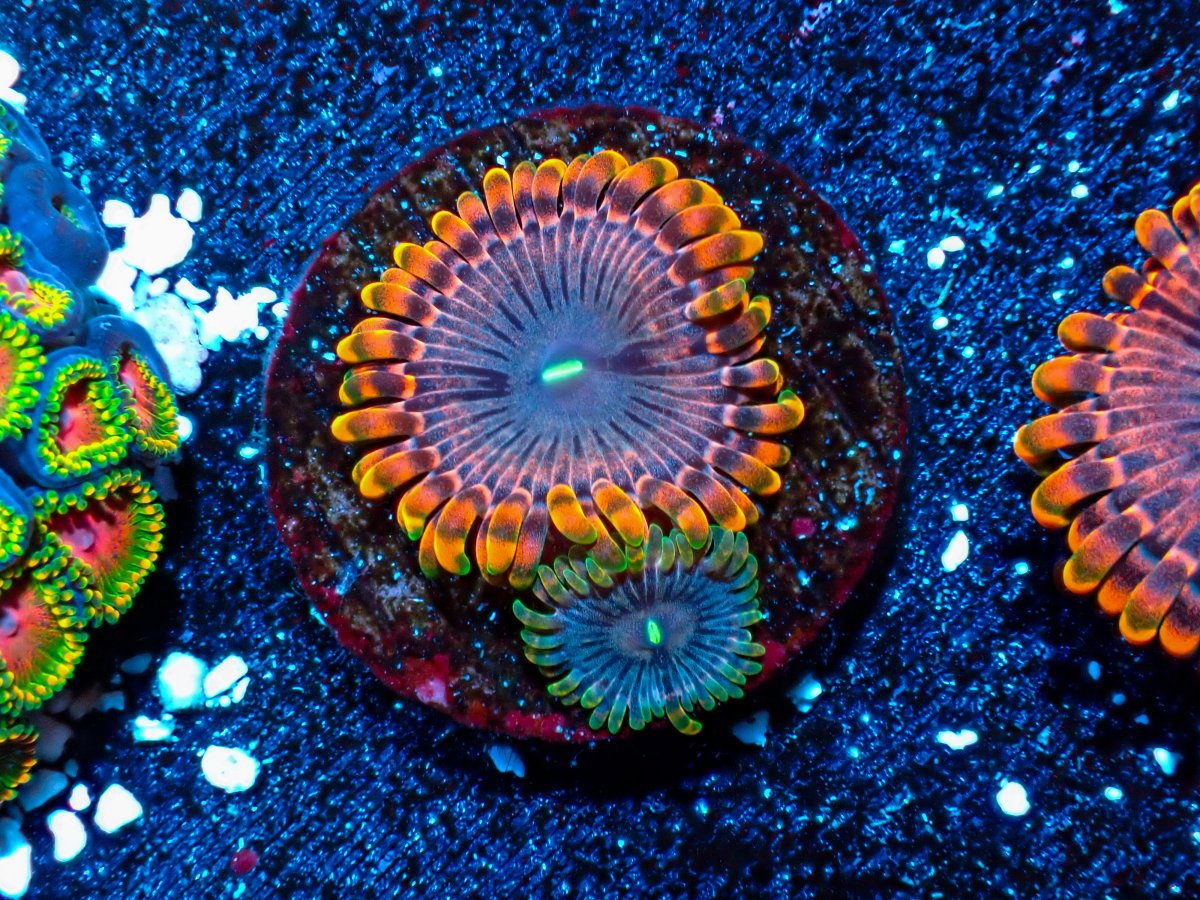 Member photo contest: Blue | Reef2Reef