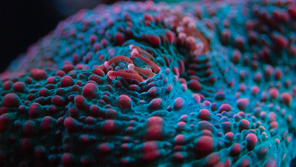 POTM - October 2025 POTM LPS Macro | Reef2Reef