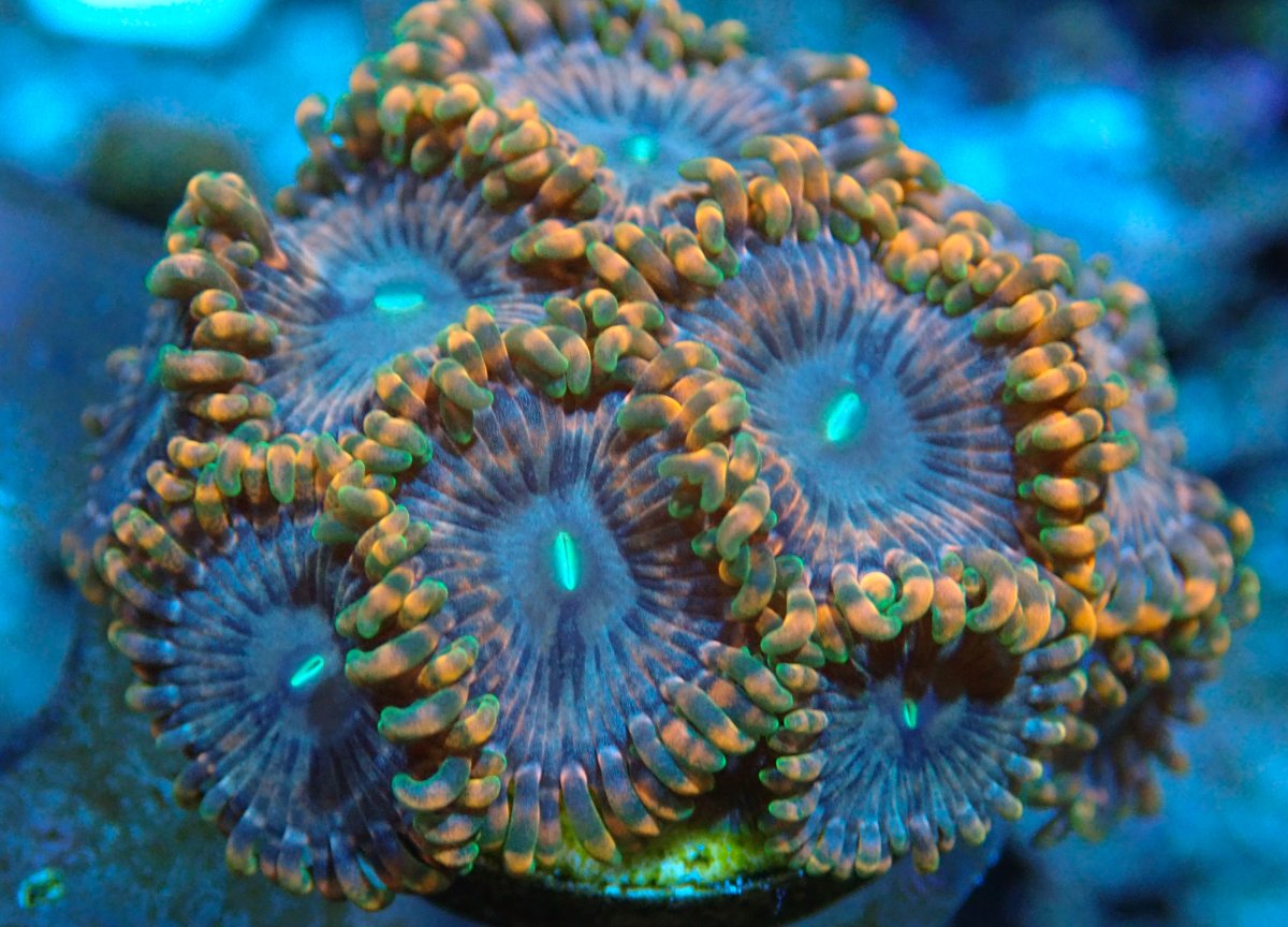Who has the best looking zoa on here! Share with all of us! | Reef2Reef