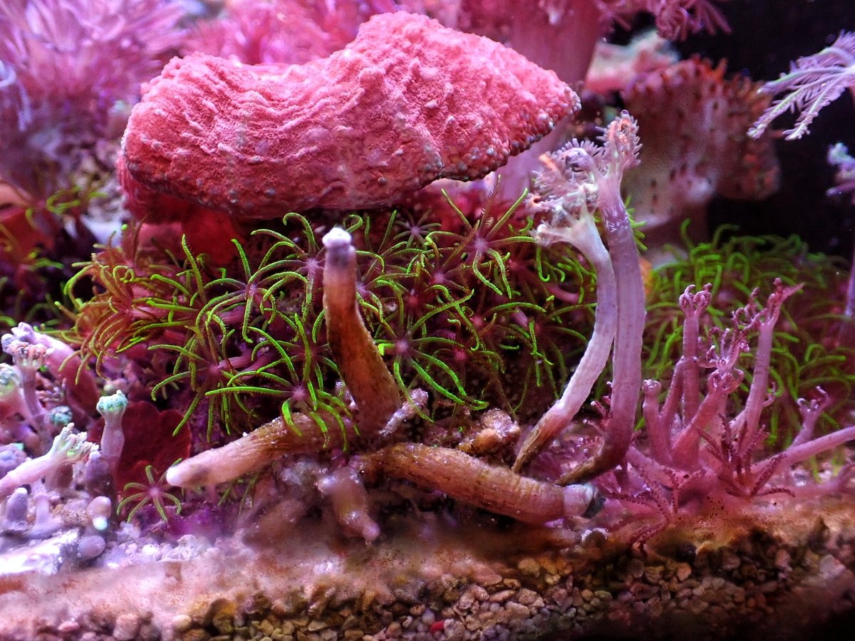 Reef Spotlight - REEF OF THE MONTH - April 2023: Lilo's Exquisite Softy ...