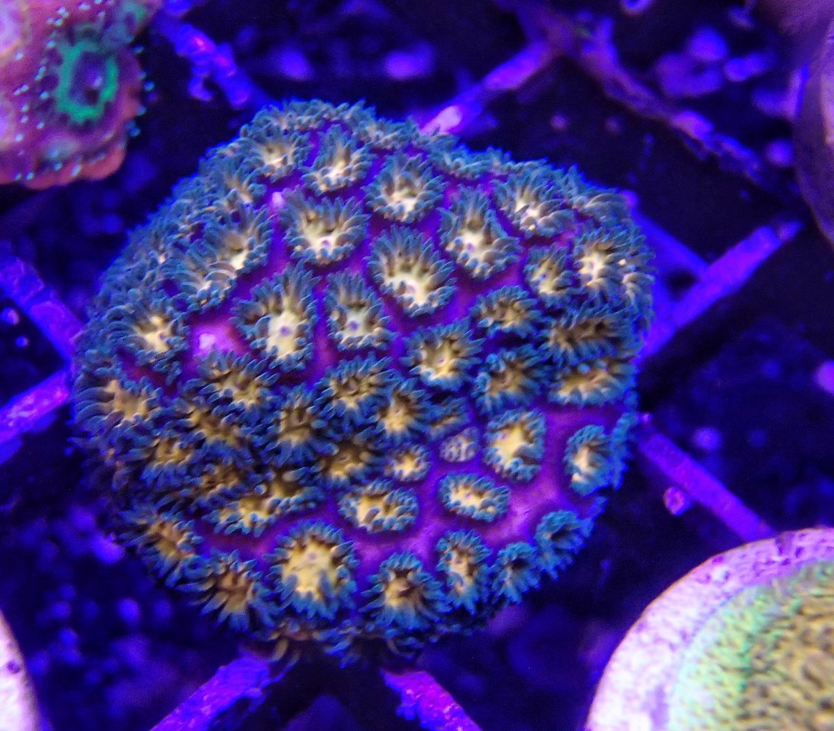 Zoas and more free shipping over $150 | Reef2Reef